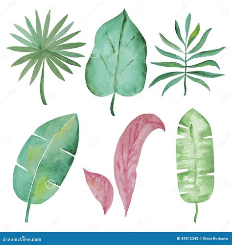 Hojas Tropicales De La Acuarela Ilustración del Vector Ilustración de