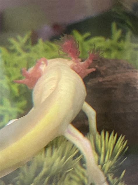 Whats On My Axolotls Gills R Axolotls