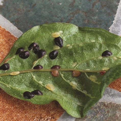 Searles Control Scale On Plants Treatment