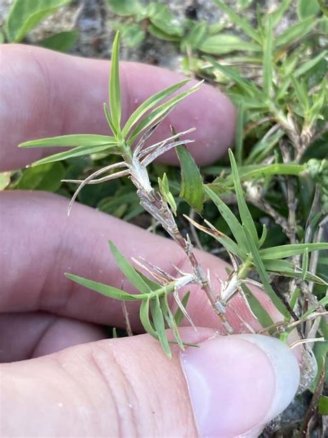 Centipede Grass Louisiana Native Plant Society