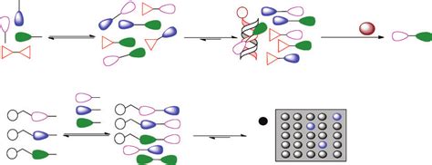 schematic of formation of a dynamic combinatorial library formed from