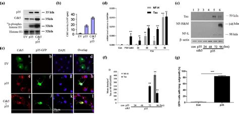 Figure 1 From Cdk5 Activation Promotes Cos 7 Cells Transition Towards Neuronal Like Cells