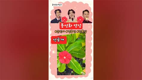 선공개봉선화연정 천록담 손빈아 김용빈 미스터트롯3 현철 Shorts Youtube
