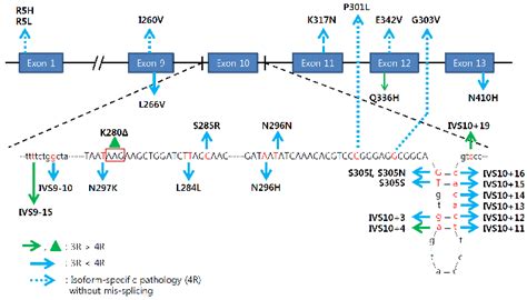 Causative Mapt Gene Mutations Associated With Tauopathies The