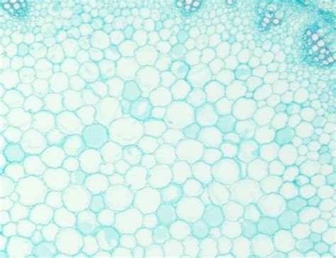 Usb Microscope Zope Touptek Photonics Touptek