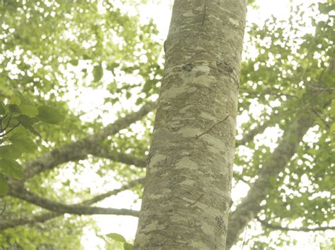 The Gleewoman S Notes The Bobcat Tree