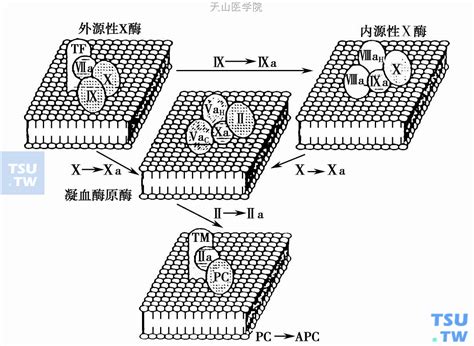【附图】 凝血因子生化与功能 血液病学 天山医学院
