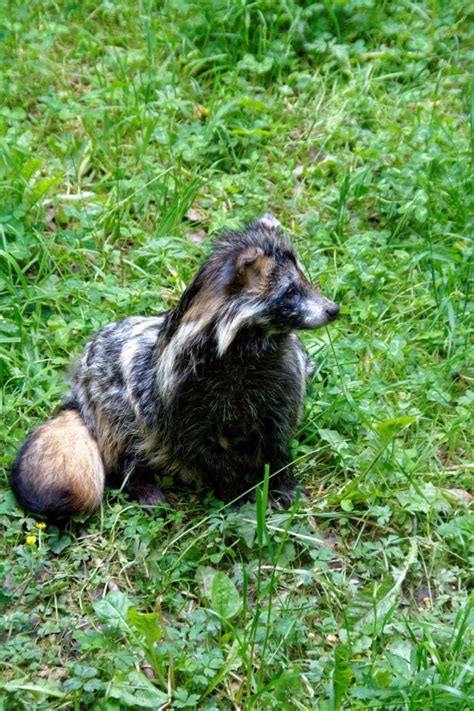 Free Images Grass Dog Wild Zoo Jungle Mammal Fauna Animals