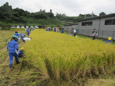 長壁真樹 中室田小学校田稲刈り