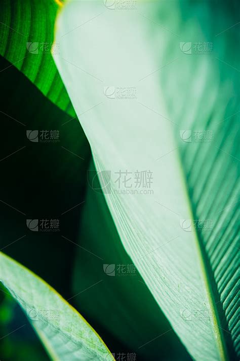 近棕榈叶纹理。摘要热带背景。