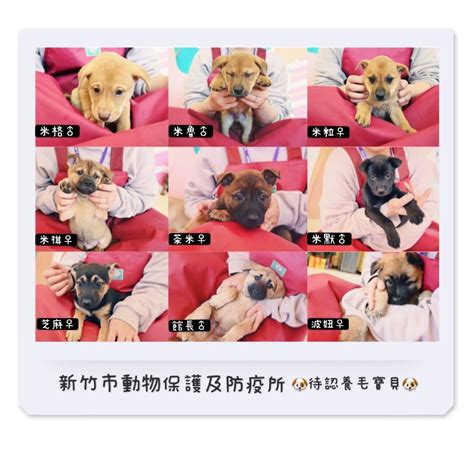 新竹市動物保護及防疫所 好康報報🗣 請幫忙大力分享 樓頂揪樓咖、阿母揪阿爸 超萌超可愛的小奶狗們來報到🥰