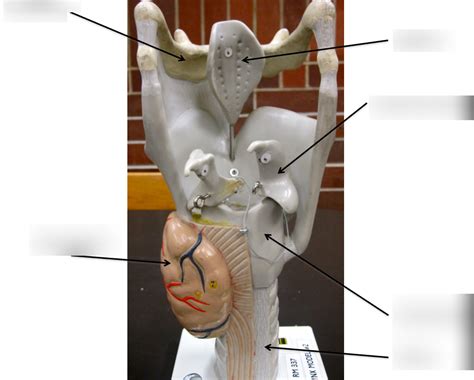 Larynx Model Part 2 Diagram Quizlet