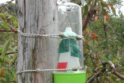 Michigan Brown Marmorated Stink Bug Report For Aug 26 2016 Msu
