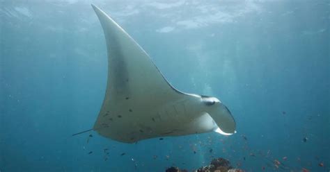 Para Proteger A Turistas De Sonora Funcionaria Ordenó Cortar Aguijón A
