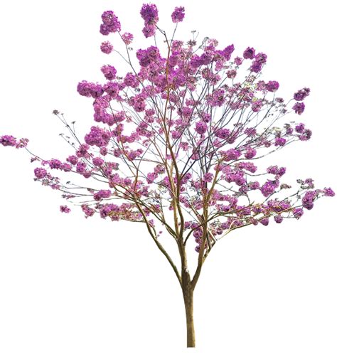 紫花风铃木