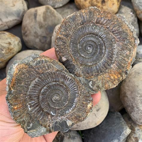 Ammonites Yorkshirefossils