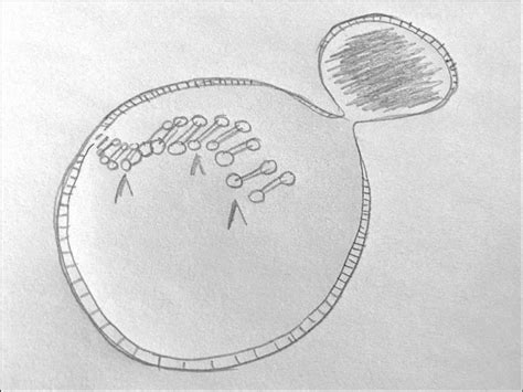 Simplified Sketch Of The Authors October 2013 Flash Of Insight Of A Simplified Sketch Of The Authors October 2013 Flash Of Insight Of A