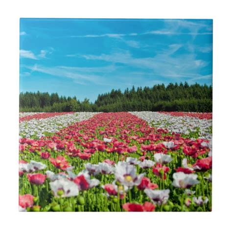 Red And White Poppy Field Ceramic Tile Zazzle