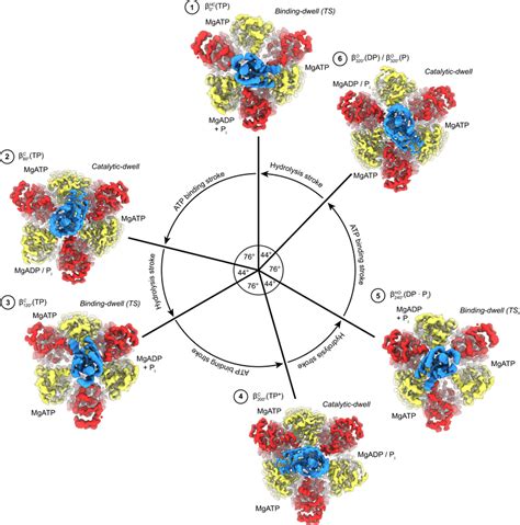 The Reaction Scheme Of Bacillus Ps3 F1 Atpase Suggested By