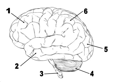 The Spinal Cord Labeling The Spinal Cord Quiz