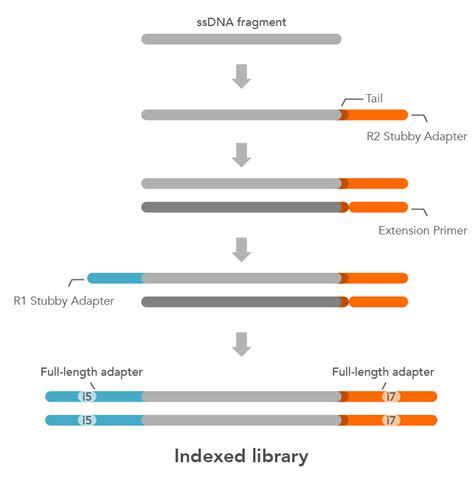 Xgen™ Ssdna And Low Input Dna Library Prep Kit Pentagen