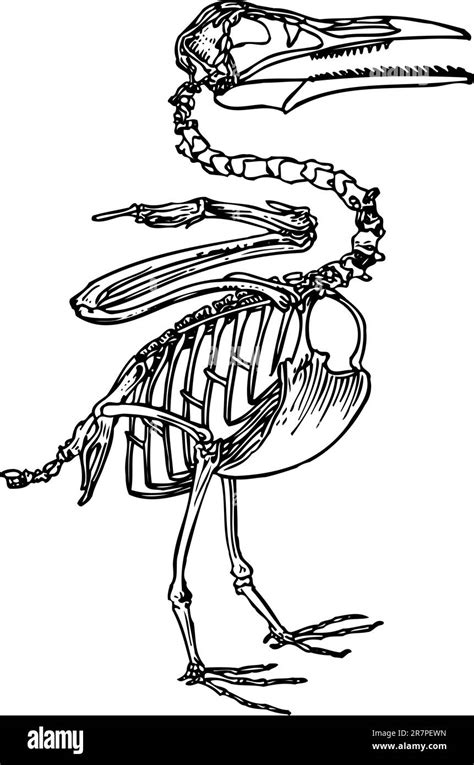 Bird Skeleton Isolated Stock Vector Image And Art Alamy
