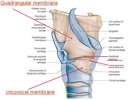 Pin Von Margit F Reiter Auf Singing Anatomie Gesundheit