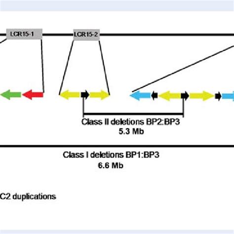 Schematic Representation Of 15q11 Q13 Region Adapted From Makoff And