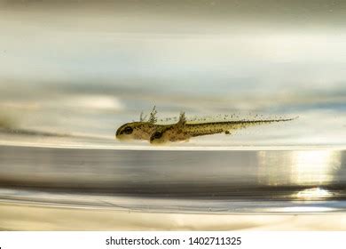 440 Larva Salamanders Images Stock Photos Vectors Shutterstock