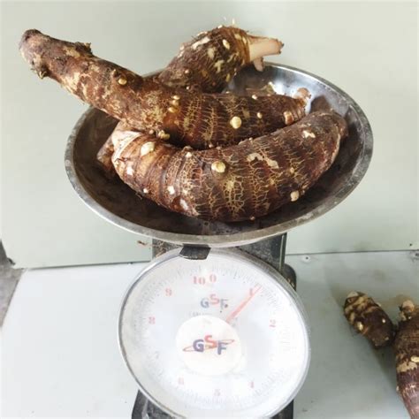Jual Umbi Ubi Talas Kimpul Segar Pulen Enak 1 Kg Shopee Indonesia