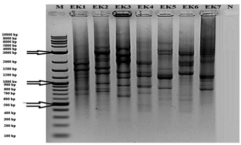 Bacteriocin Producing Bacteria Isolated From Turkish Traditional Sausage Samples Journal Of