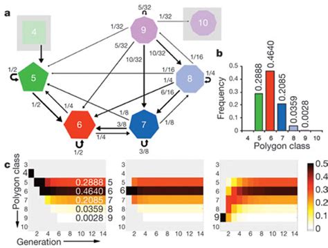 A Robust Equilibrium Topology In Proliferating Epithelial Cell
