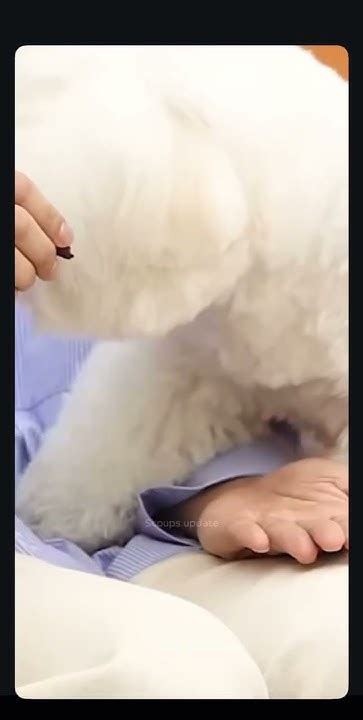 Latte Vs Kuma 😂😂 Scoups Hoshi Latte Kumar Kpop Mingyu Seventeen Scoupssvt Hoshi Carat