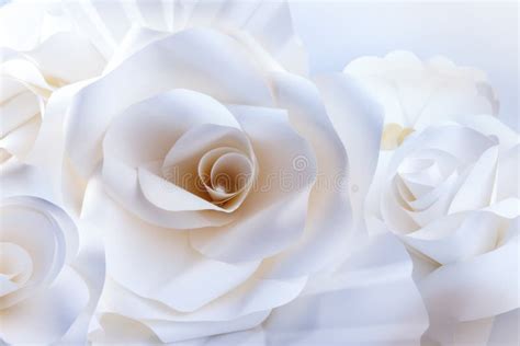 Rosas Blancas Hermosas En El Fondo Blanco Foto De Archivo Imagen De
