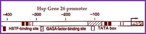 5 B Promoters Structure For Rna Polymerase Ii