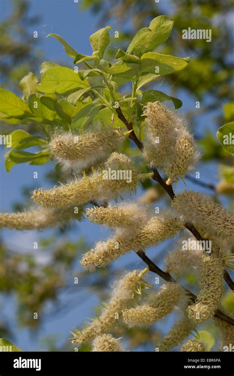 Pussy Willow Goat Willow Great Sallow Salix Caprea With Fruits