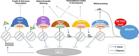 Proposed Crosstalk Between Di And Tri Methylated H3k36 And Other