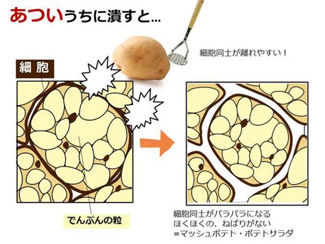 熱いうちにつぶすのは？水にさらすのは？ジャガイモ調理の謎を解明／キッチンは実験室（25） アスレシピ特派員・サポーターから：アスレシピ
