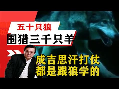 老梁揭秘系列 老梁講述講述五十只狼如何圍獵三千只黃羊成吉思汗打仗都是跟狼學的老梁的評價一針見血 YouTube