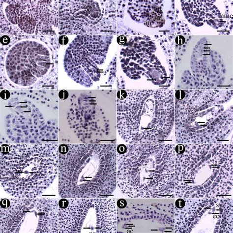 Megasporogenesis And Female Gametophyte Development Of G Littoralis A