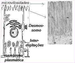 Celulas