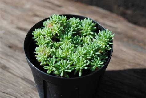 多肉植物ポット苗 ヒスパニクム 通販 家具とインテリアの通販【roomclipショッピング】