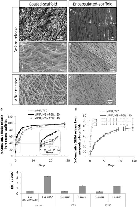 Sustained Delivery Of SiRNA MSN PEI Complexes From 1 40