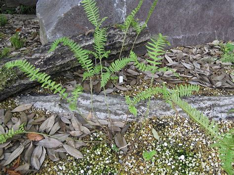 Polystichum Tripteron Picturethis