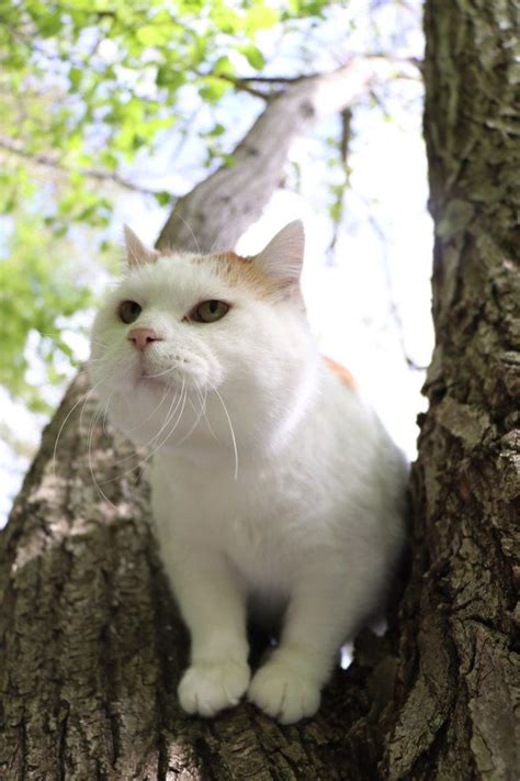 ぴょん 可愛すぎる動物 かご猫 にゃんこ