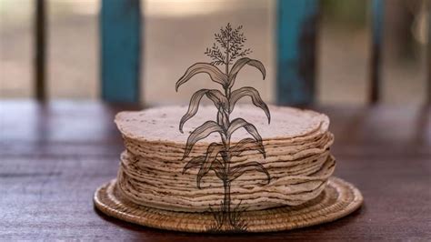 Dieta De La Milpa Clave En Salud De Adultos Mayores Transeúnte Noticias