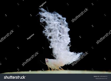 Plant Hopper Nymphs Photos Images And Pictures Shutterstock