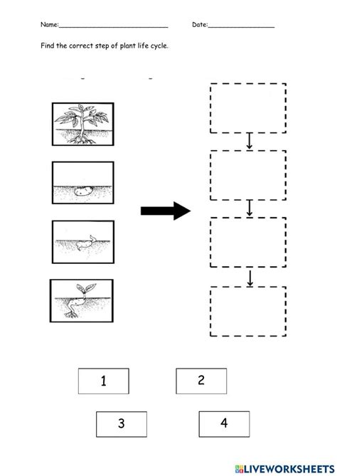 Plant Life Cycle Activity For Preschool Live Worksheets