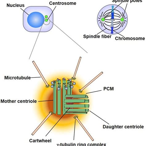 Structure Of Brca1 And Bard1 Brca1 And Bard1 Have A Ring Domain And