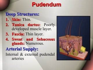 Anatomy Of The Female Genital Tract Pps